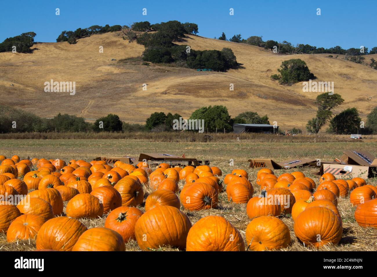 Pumpkin field surrounded by hills covered in trees and grass under the ...