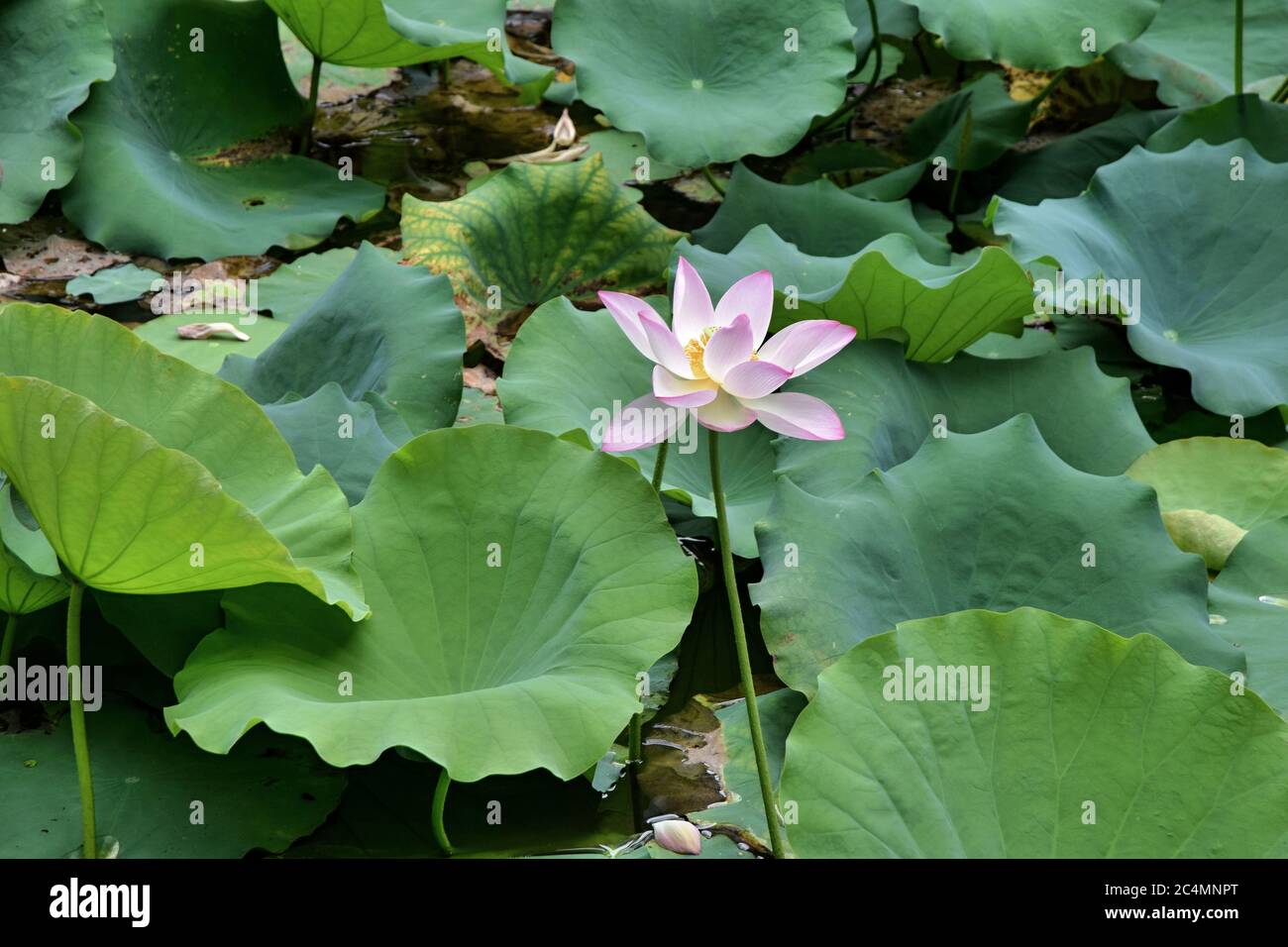 Lotus flower - symbol of divine beauty and purity. Small lake covered ...