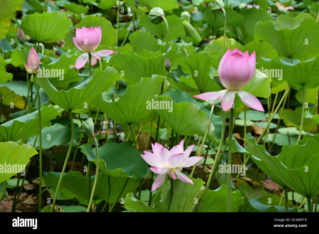 Lotus flower - symbol of divine beauty and purity. Small lake covered ...