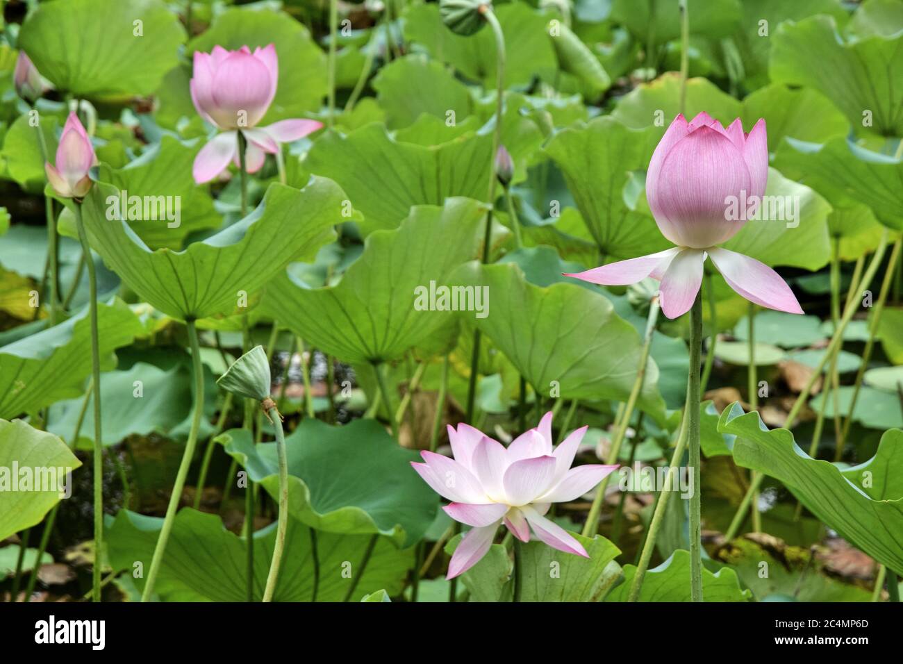 Lotus flower - symbol of divine beauty and purity. Small lake covered ...