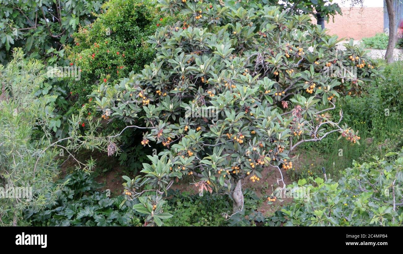 Nispero tree hi-res stock photography and images - Alamy