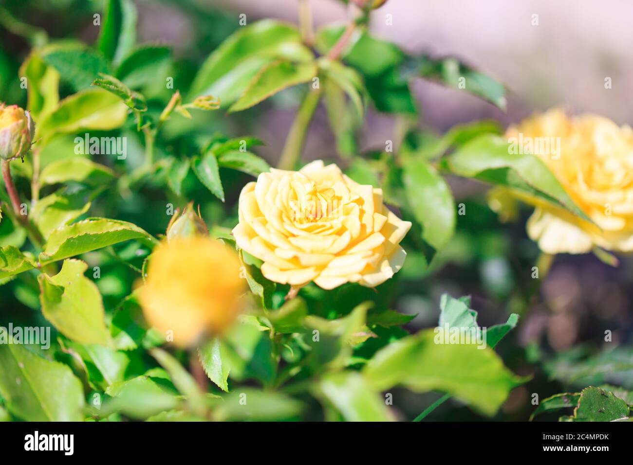 Tender roses. Background of blooming roses flowers. Sunny natural light ...