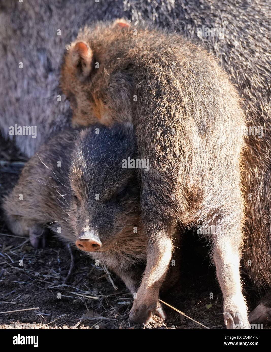 Javelina desert hi-res stock photography and images - Alamy
