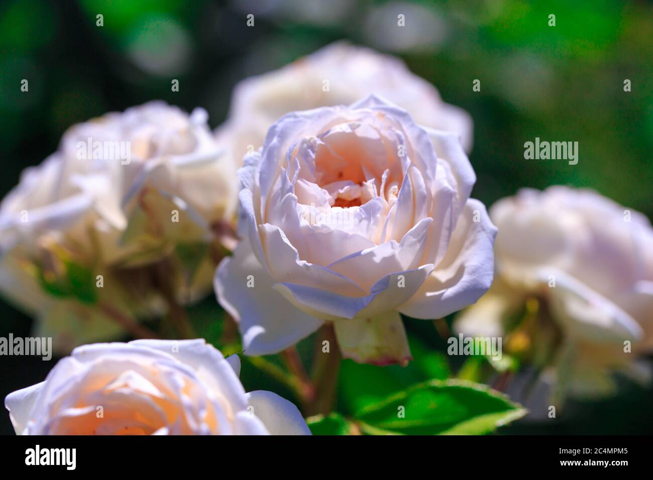 Tender roses. Background of blooming roses flowers. Sunny natural light ...