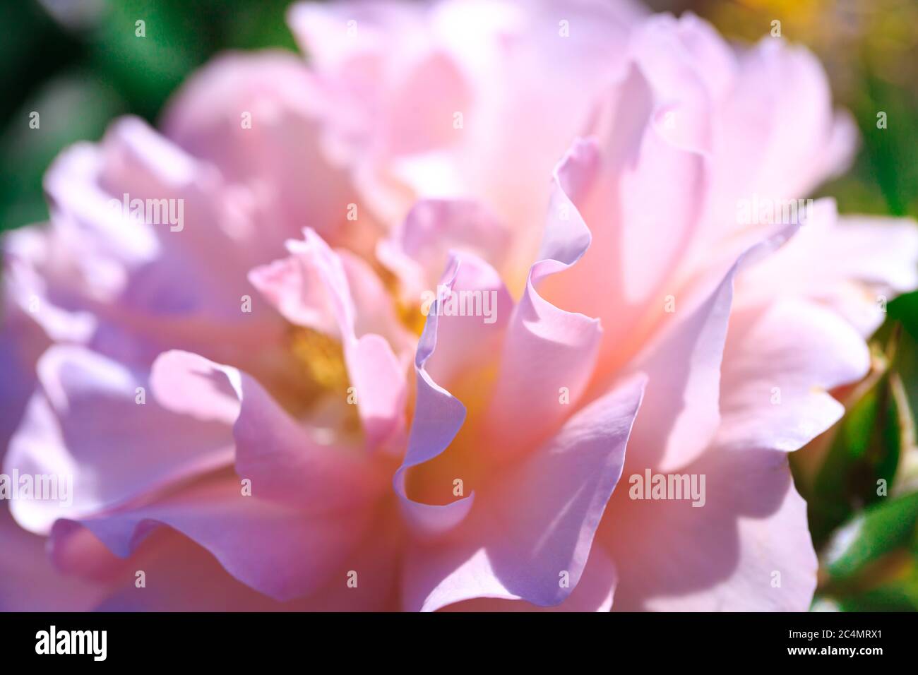 Tender roses. Background of blooming roses flowers. Sunny natural light ...