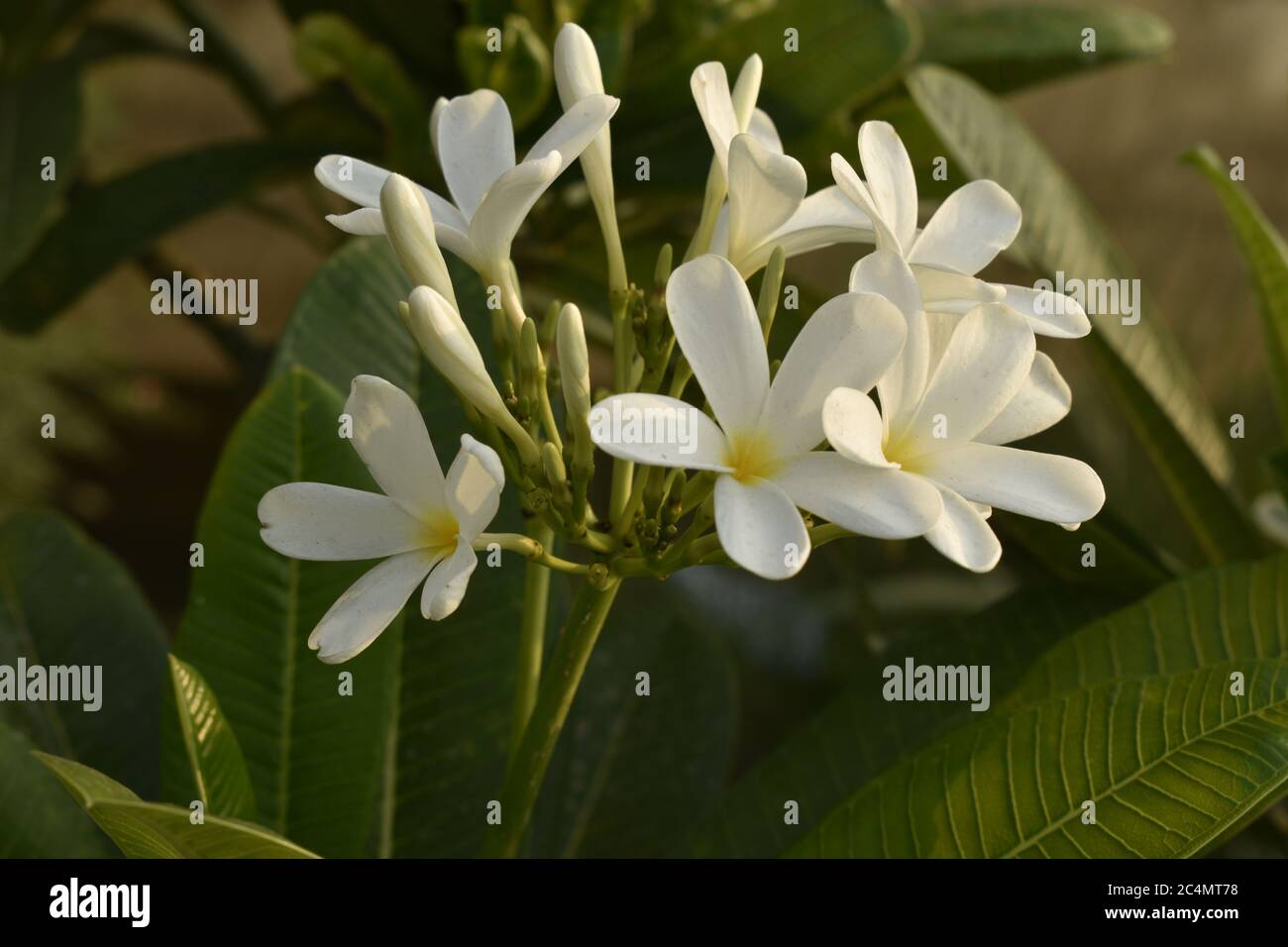 Photograph of Plants and Flowers at Jammu India Stock Photo - Alamy