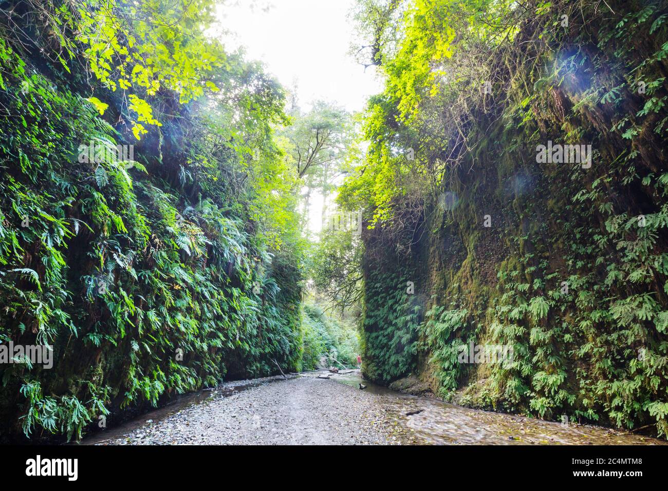 fern canyon in Redwoods National Park, USA, California Stock Photo - Alamy