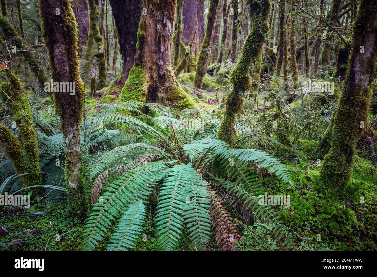 New Zealand tropical jungle forest. Green natural background Stock ...