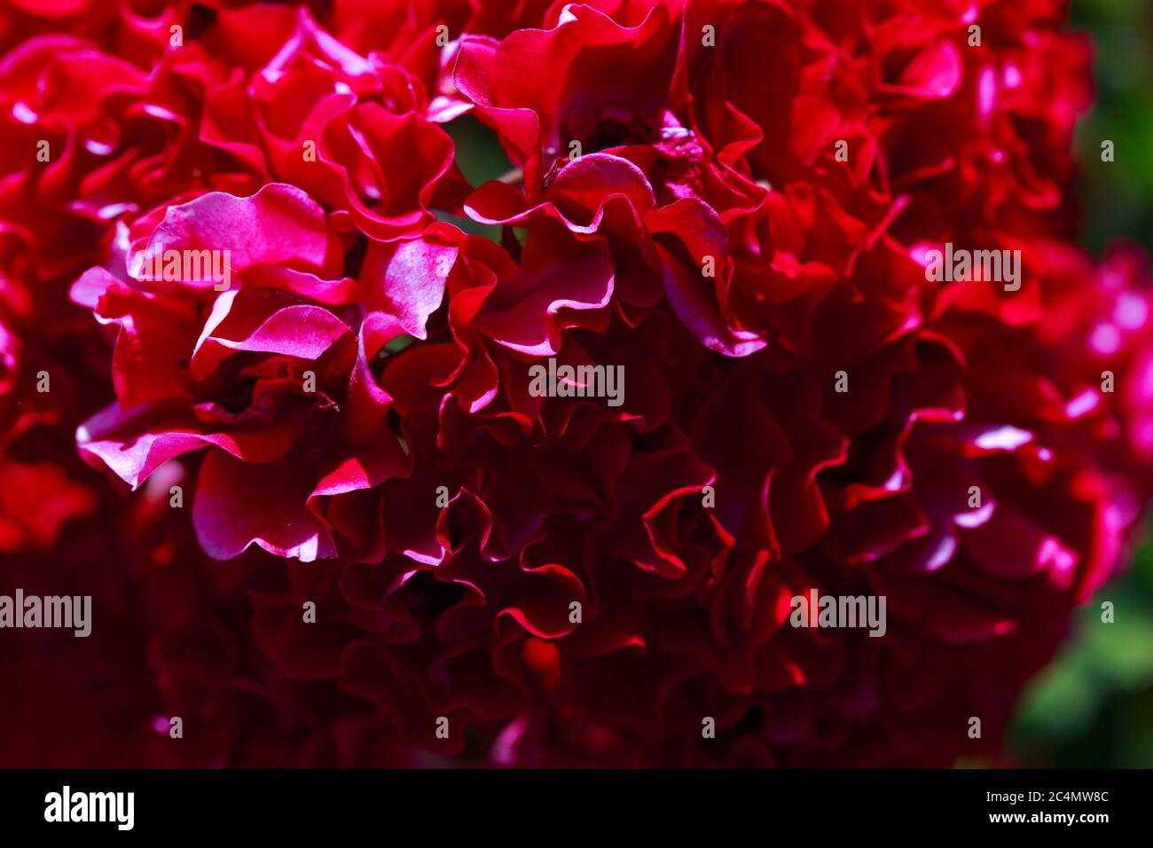 Bright red roses. Background of blooming roses flowers. Sunny natural ...