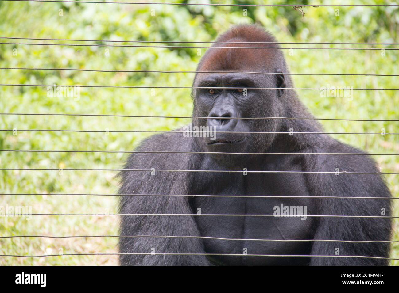 Africa alive zoo hi-res stock photography and images - Alamy