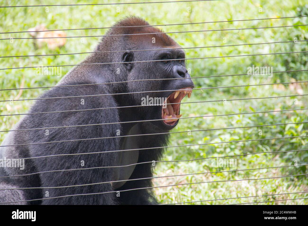 Closeup of a roaring gorilla behind the fences in a zoo under the ...