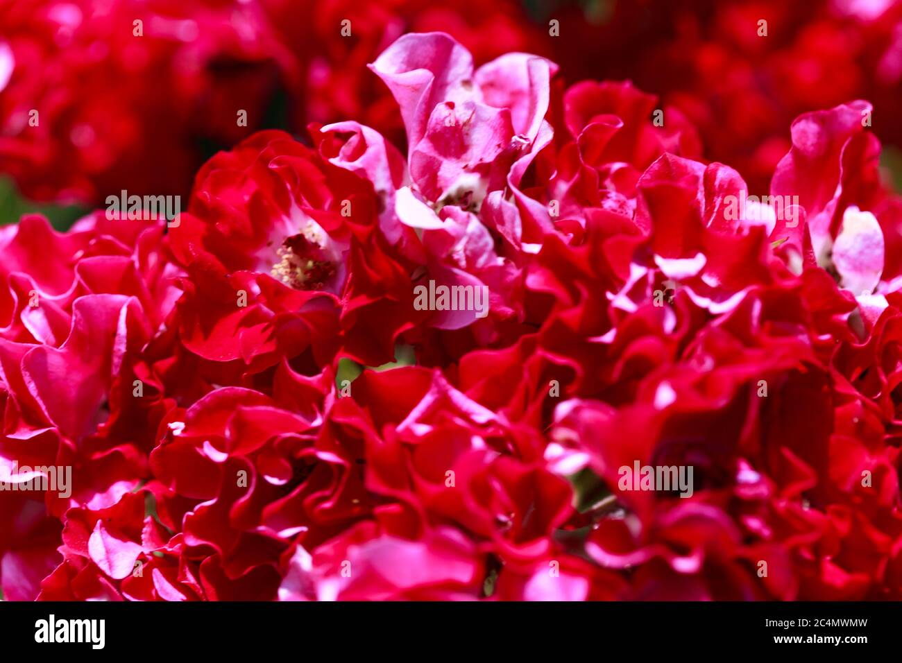 Bright red roses. Background of blooming roses flowers. Sunny natural ...