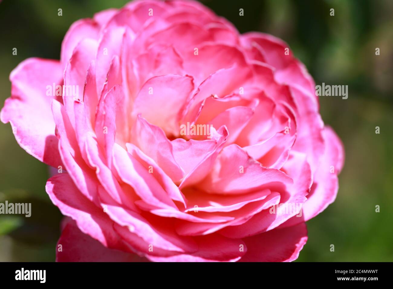 Tender roses. Background of blooming roses flowers. Sunny natural light ...