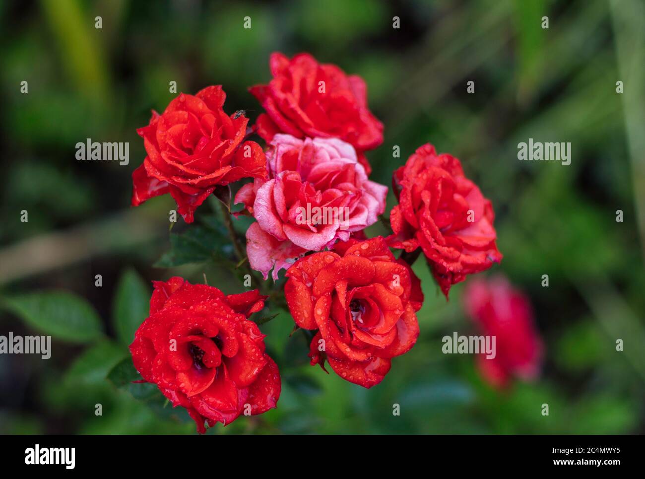 Magenta color roses hi-res stock photography and images - Alamy