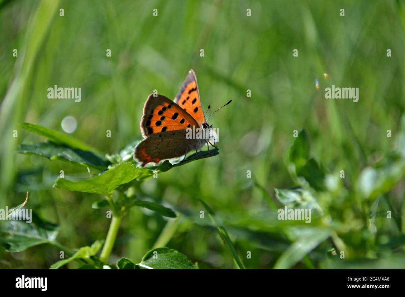 Spring photo of beautiful butterfly with stunning colors sitting on ...