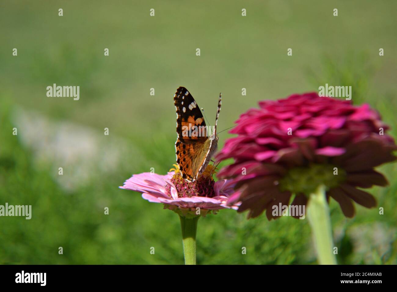 Spring photo of beautiful butterfly with stunning colors sitting on ...