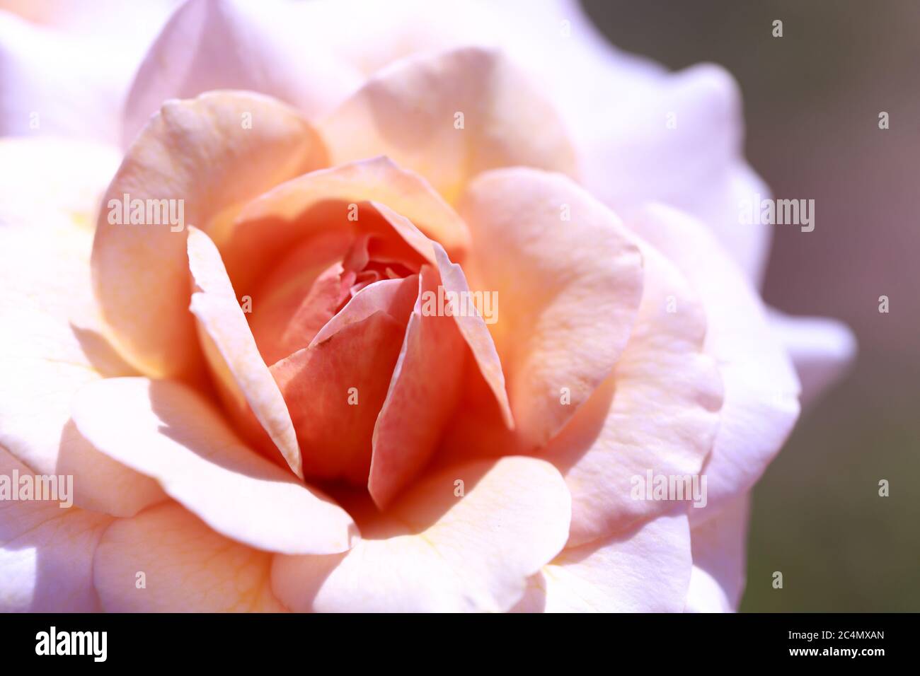 Tender roses. Background of blooming roses flowers. Sunny natural light ...