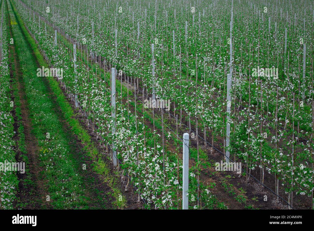 Apple trees growing for industry. Plantation of flowering seedlings ...