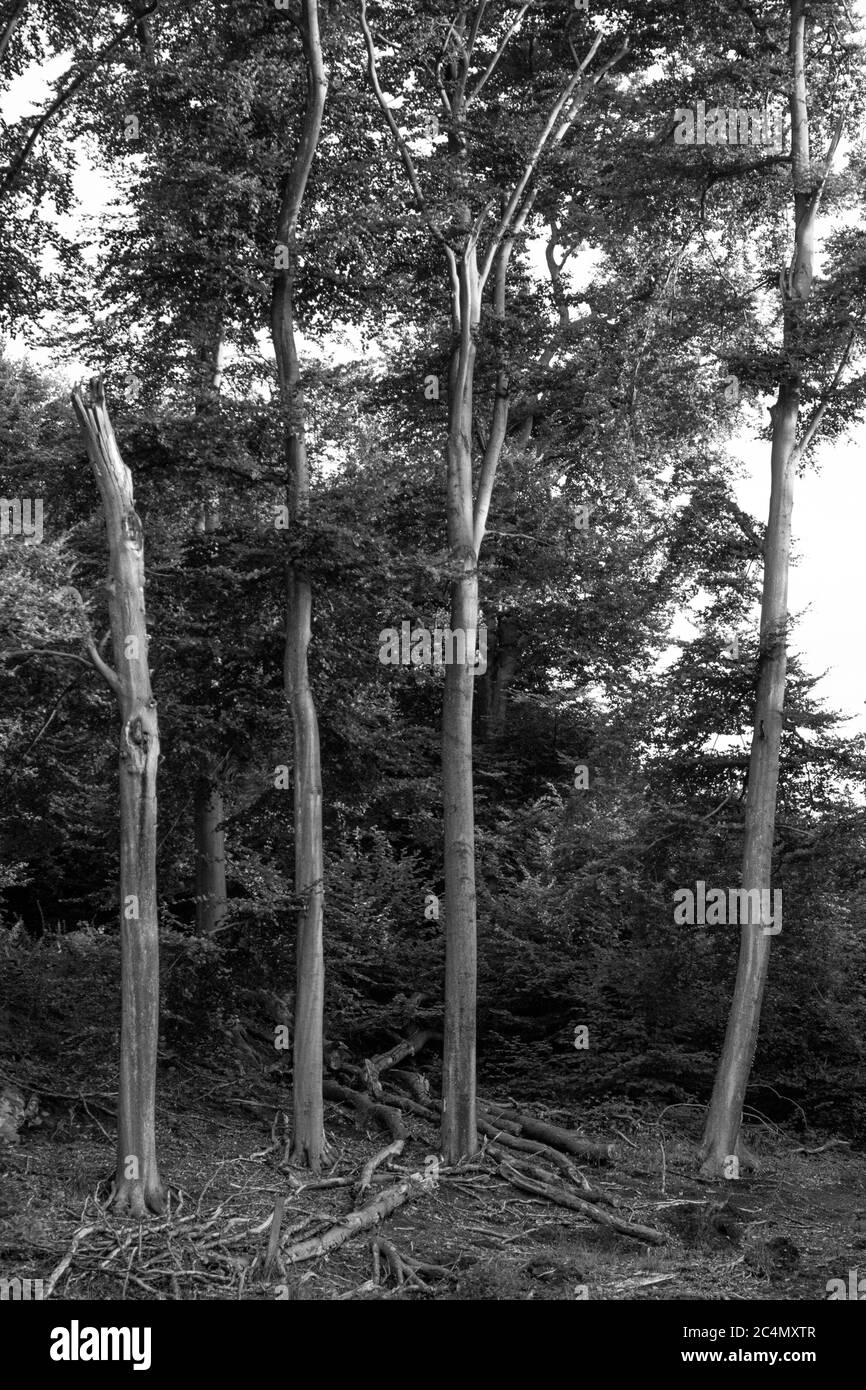 monochrome landscape trees silhouette mystic nature bw Stock Photo - Alamy