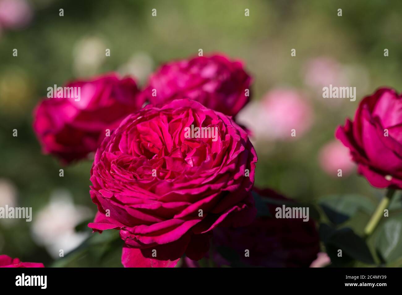 Bright red roses. Background of blooming roses flowers. Sunny natural ...
