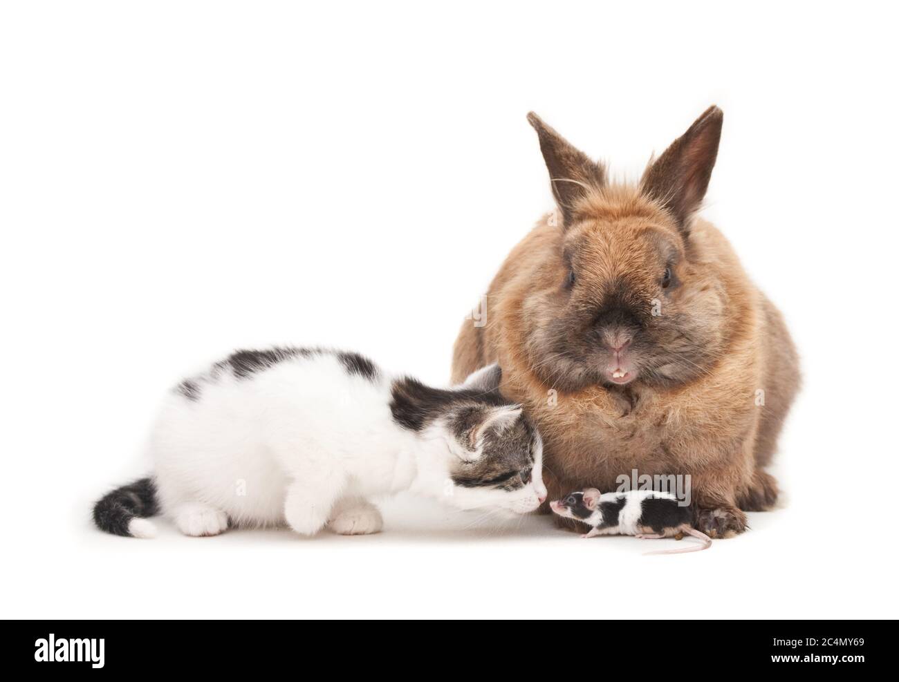 Isolated shot of a rabbit and a kitten sitting in front of a white ...