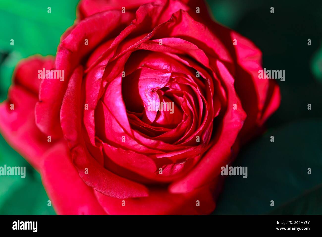 Bright red roses. Background of blooming roses flowers. Sunny natural ...