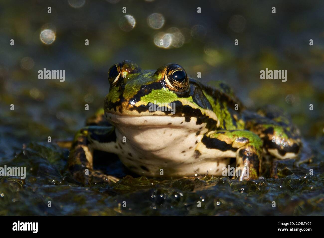 Frog in denmark hi-res stock photography and images - Alamy