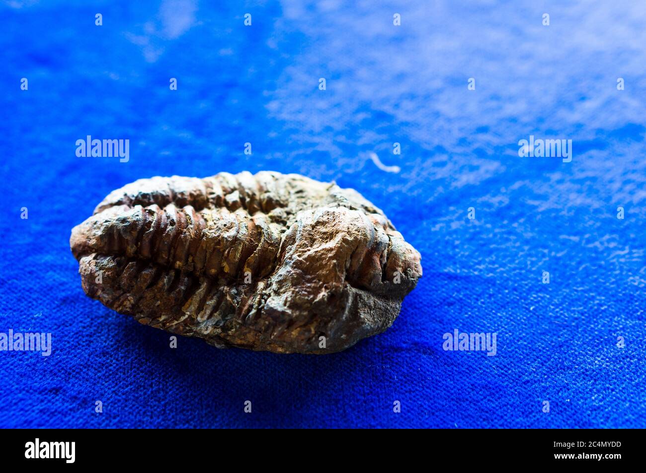 Fossil of a prehistoric insect Stock Photo - Alamy