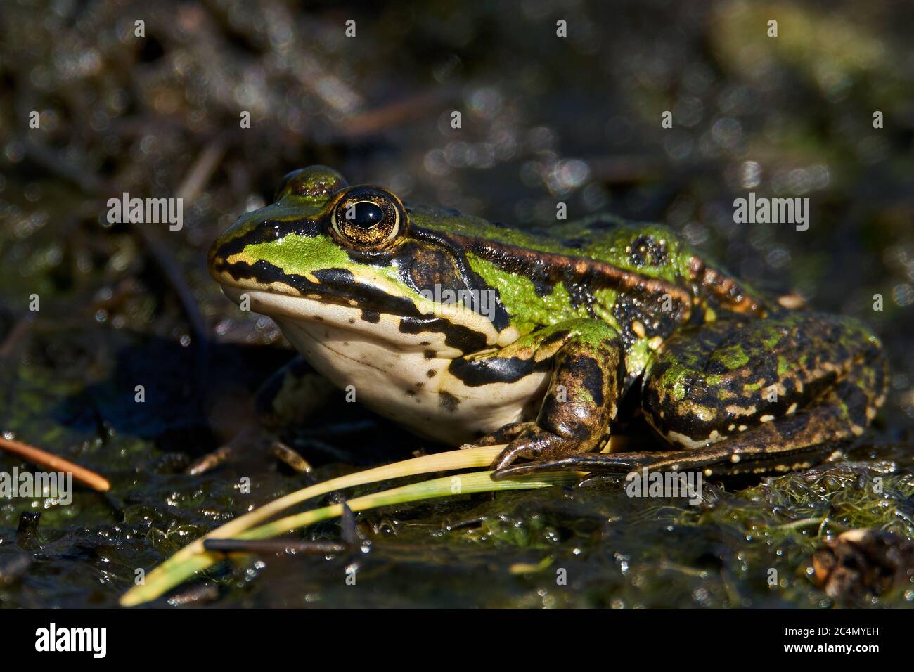 Frog in denmark hi-res stock photography and images - Alamy