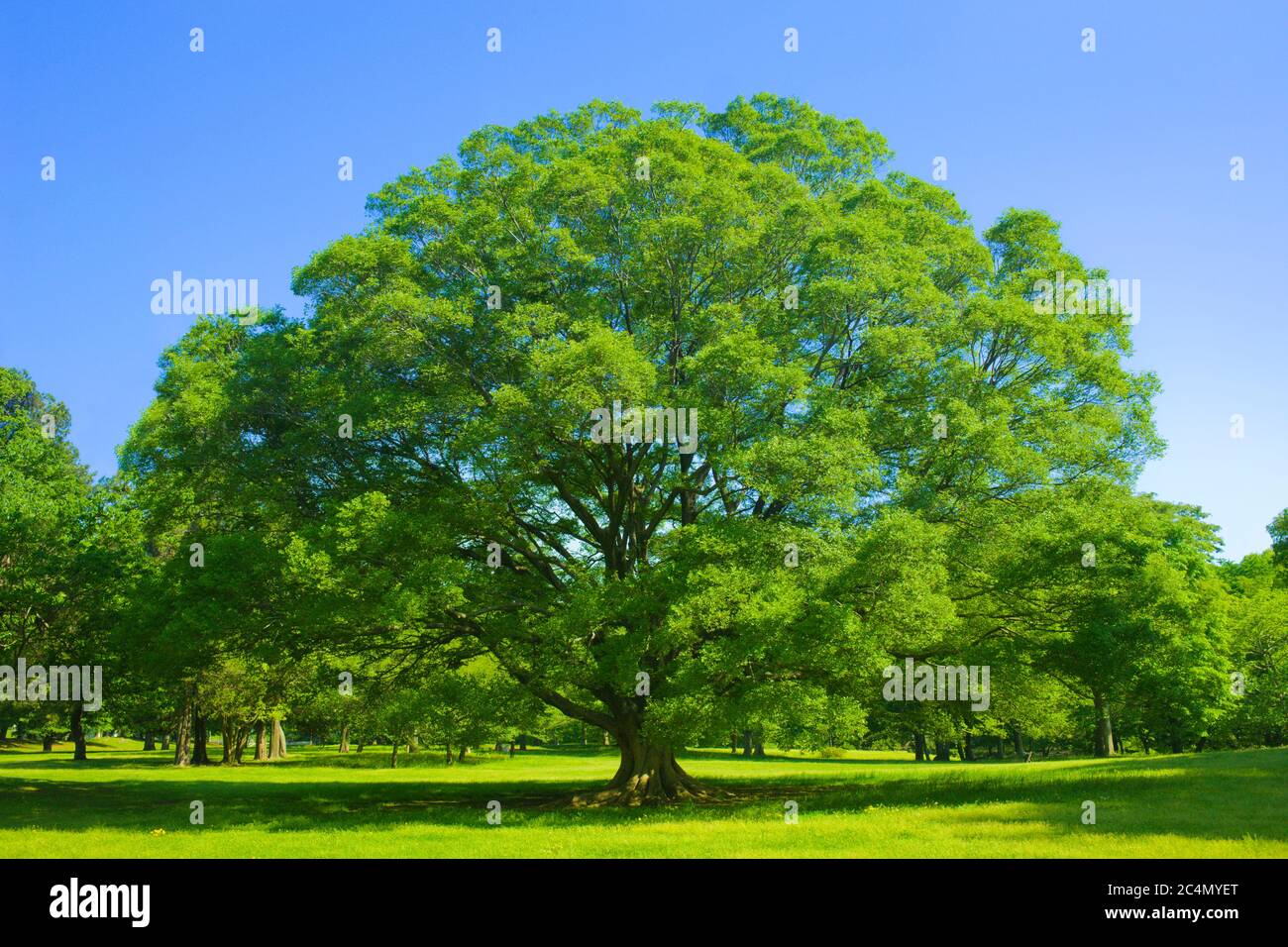 Big trees organic hi-res stock photography and images - Alamy