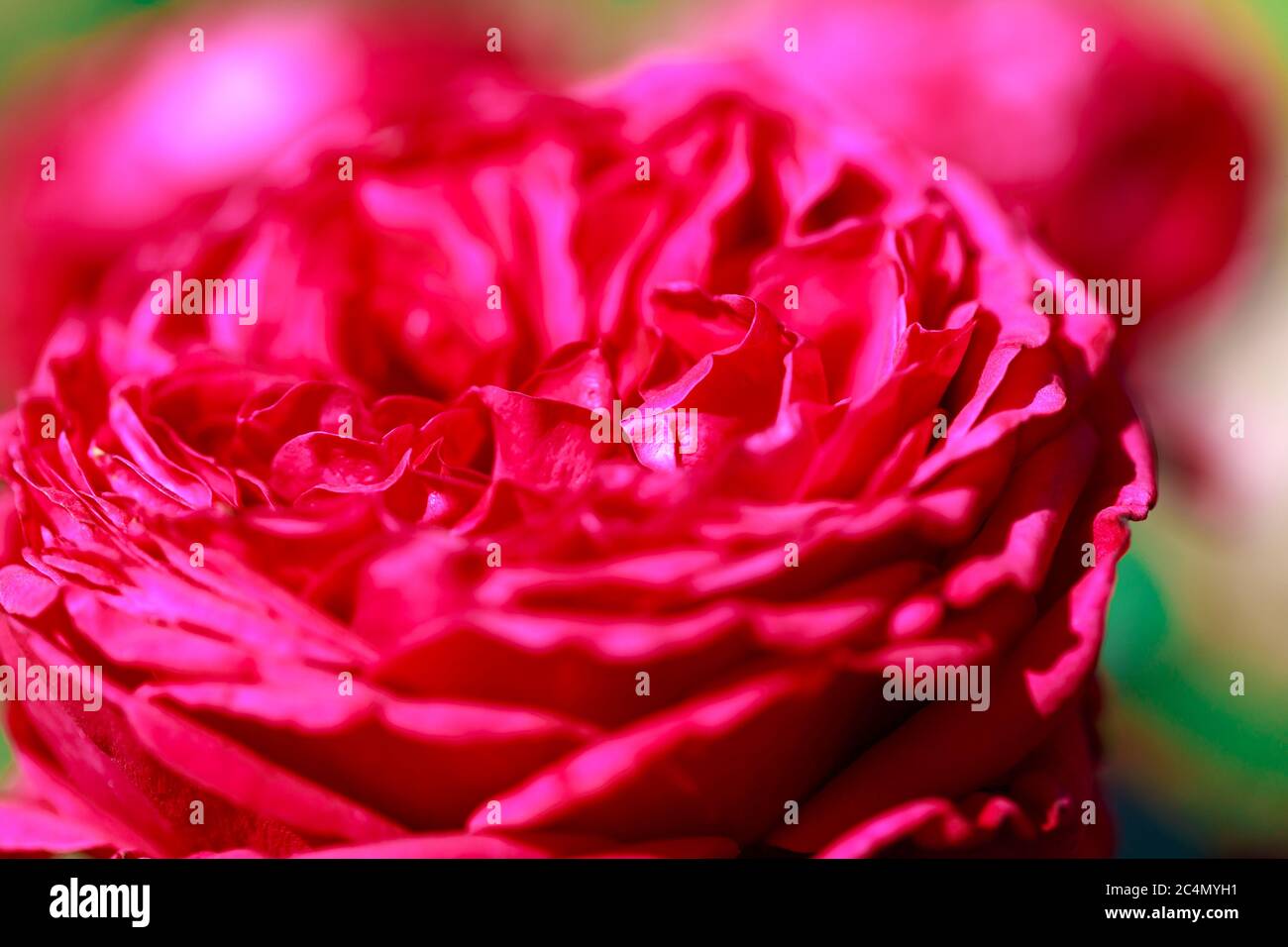 Bright red roses. Background of blooming roses flowers. Sunny natural ...