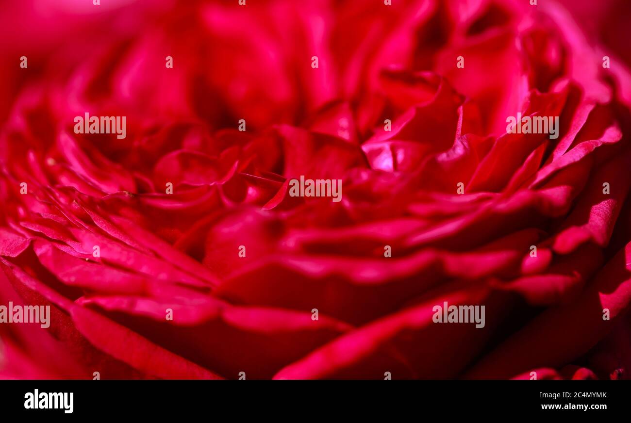 Bright red roses. Background of blooming roses flowers. Sunny natural ...