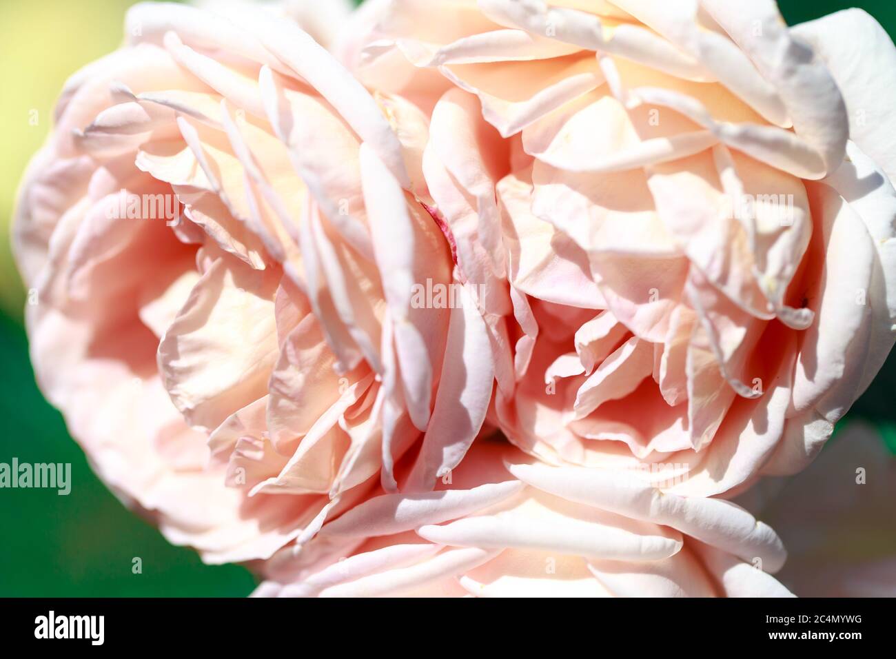 Tender roses. Background of blooming roses flowers. Sunny natural light ...