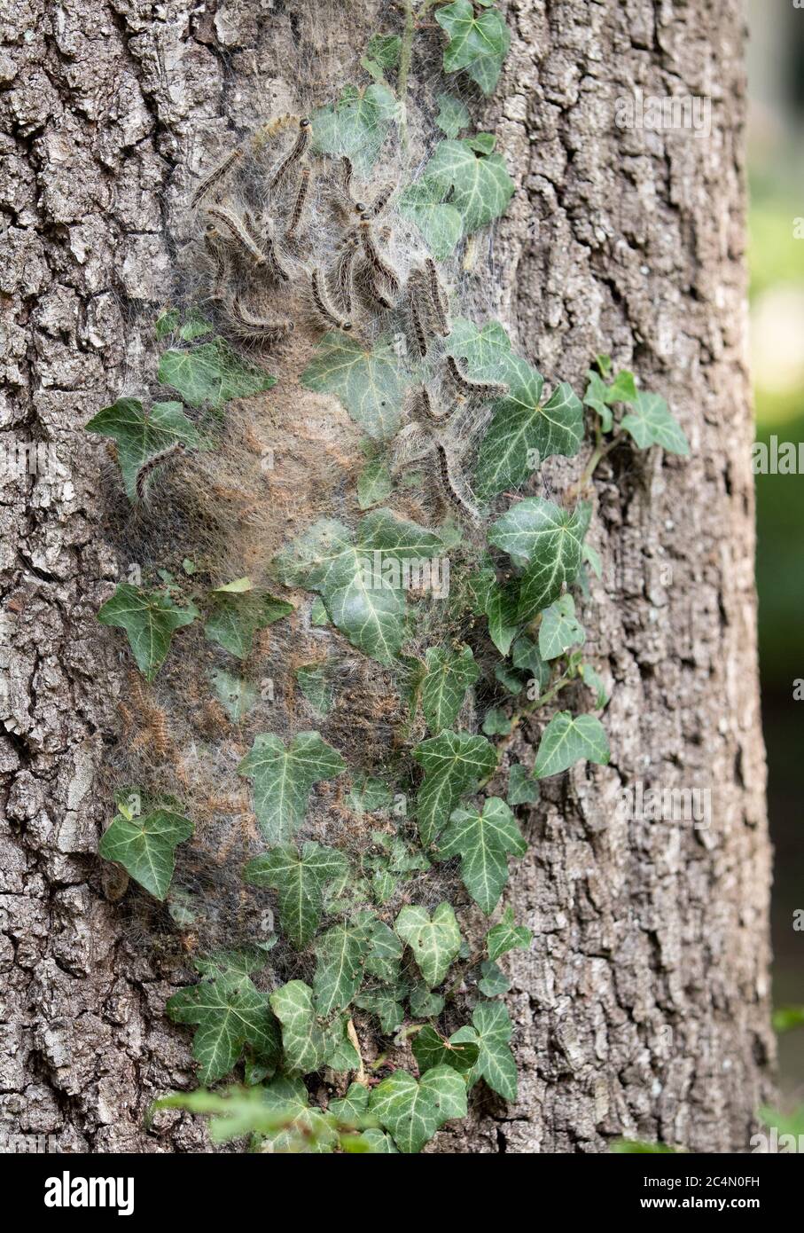 Oak processional moth hi-res stock photography and images - Alamy