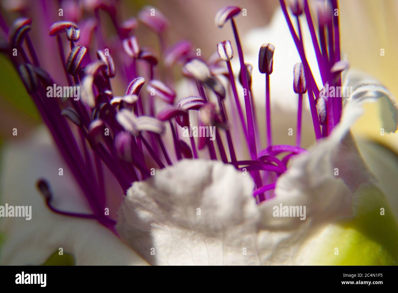 Caper plant branch flower hi-res stock photography and images - Alamy