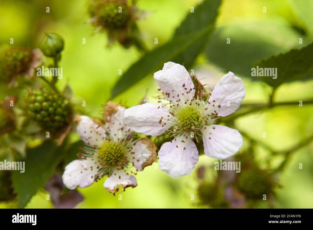 Closeup shot of blossomed white flowers and unripe blackberries Stock ...
