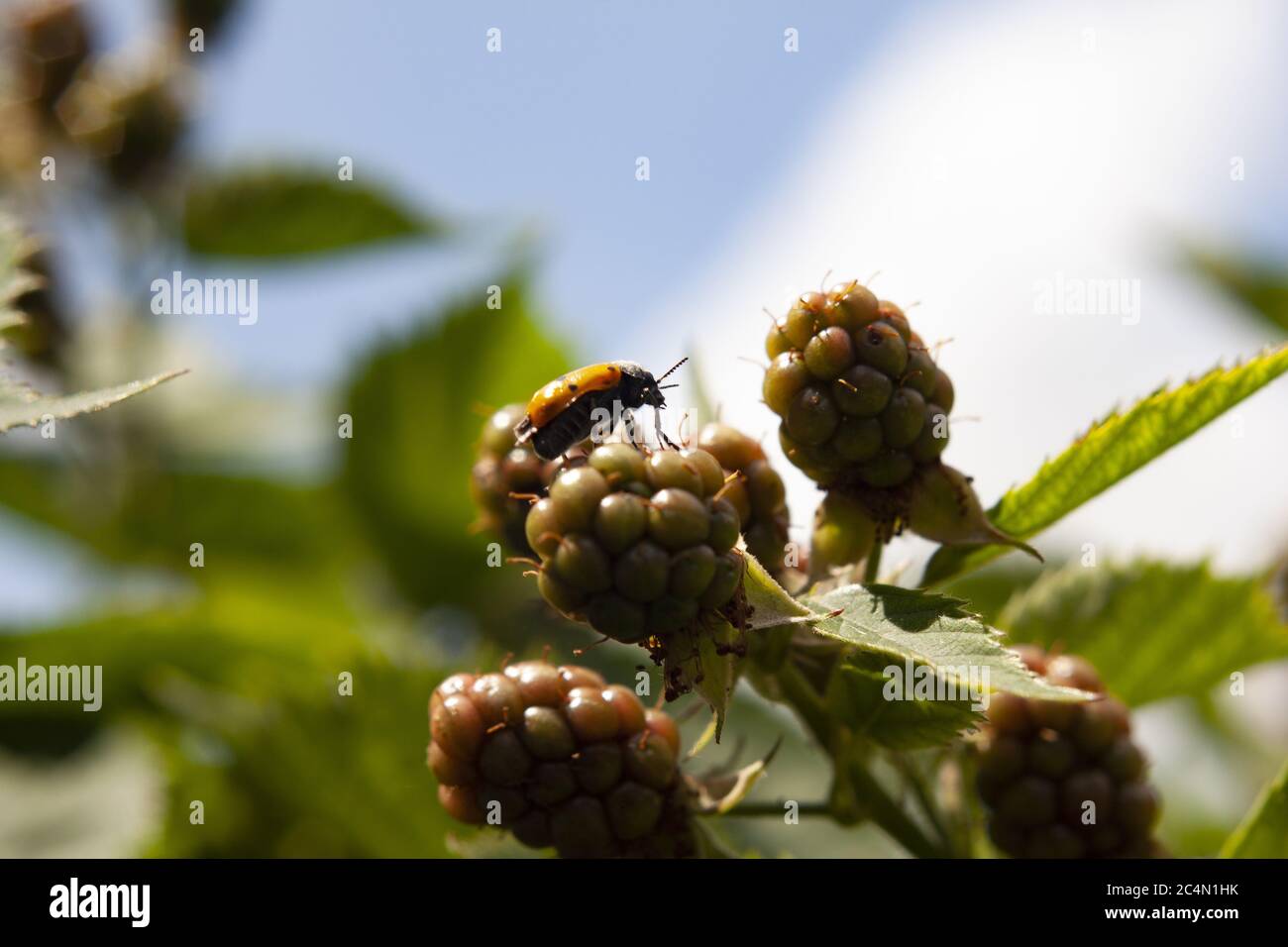 Closeup shot of an insect on a flower of unripe blackberries Stock ...