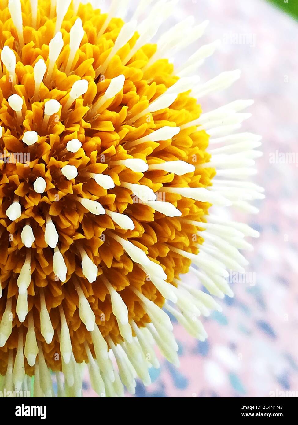 Neolamarckia cadamba flower in the natural environment Stock Photo - Alamy
