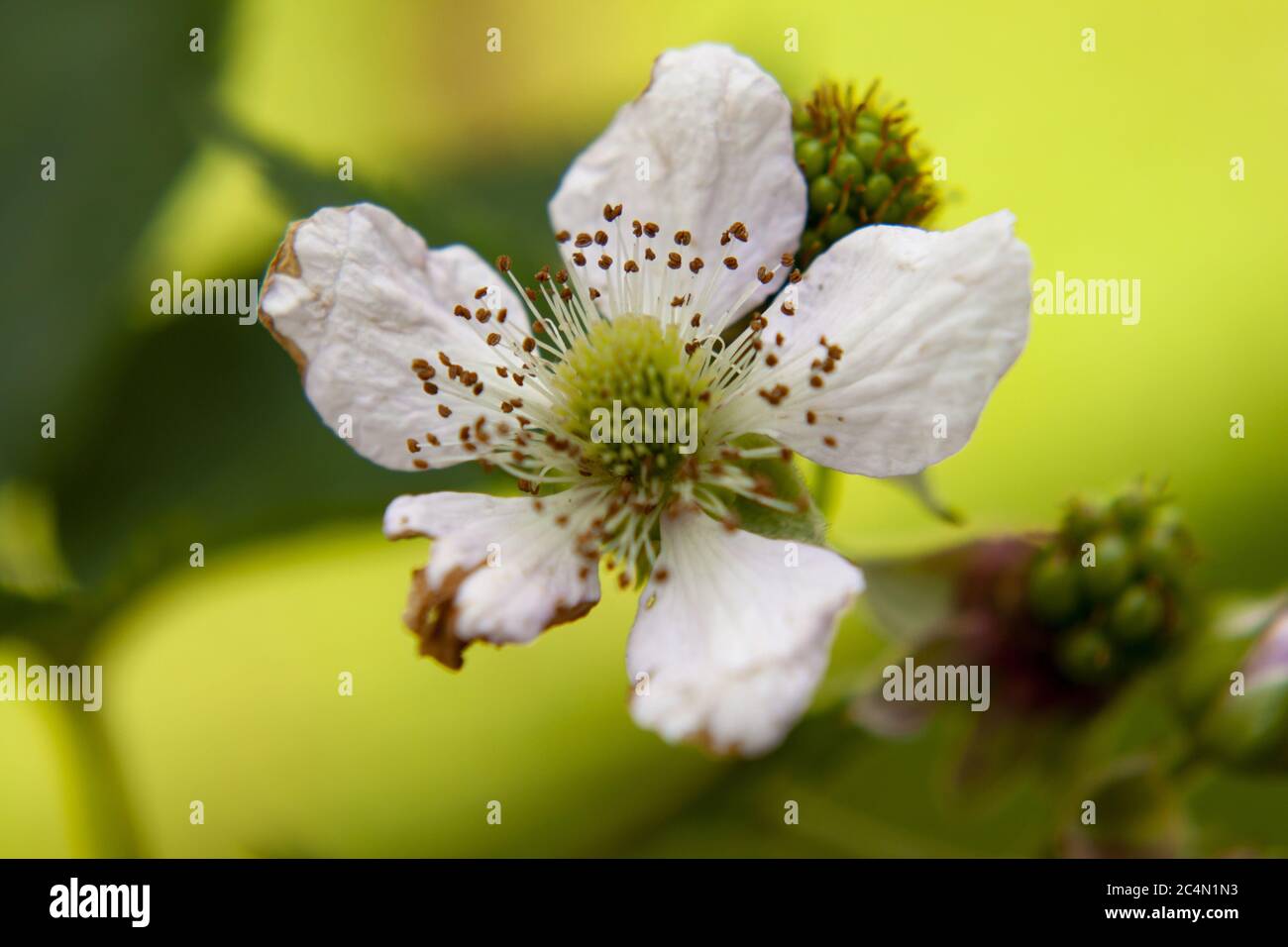 Closeup blossomed purple meadow hi-res stock photography and images - Alamy