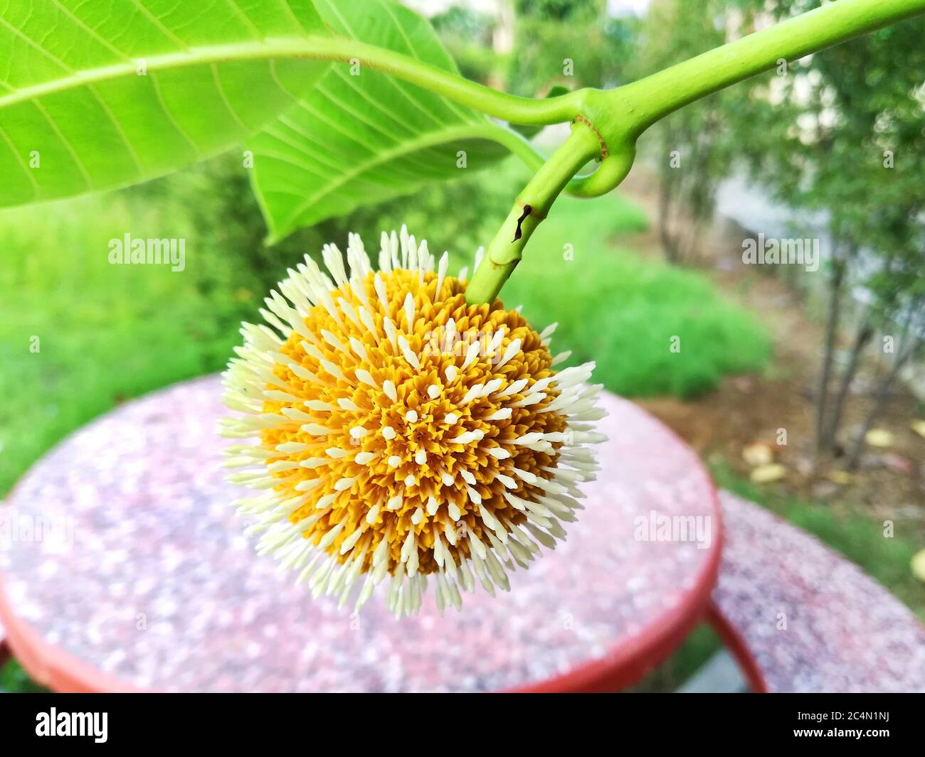 Cadamba hi-res stock photography and images - Alamy