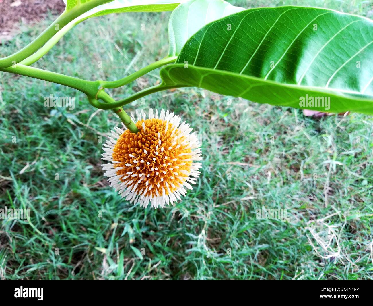 Neolamarckia cadamba flower in the natural environment Stock Photo - Alamy