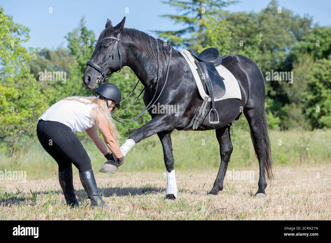 riding girl are training her black horse Stock Photo - Alamy