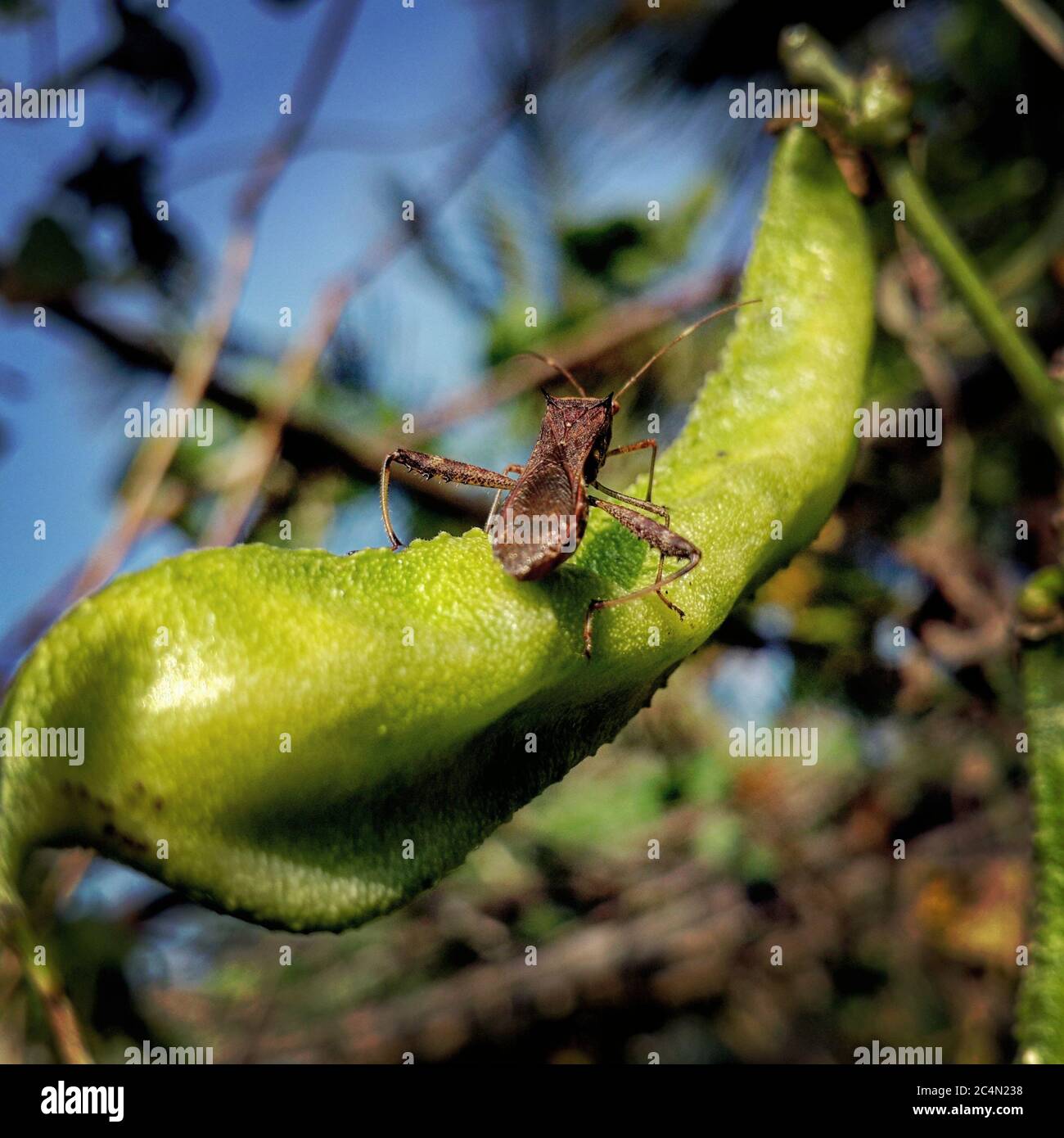 Pea bug hi-res stock photography and images - Alamy