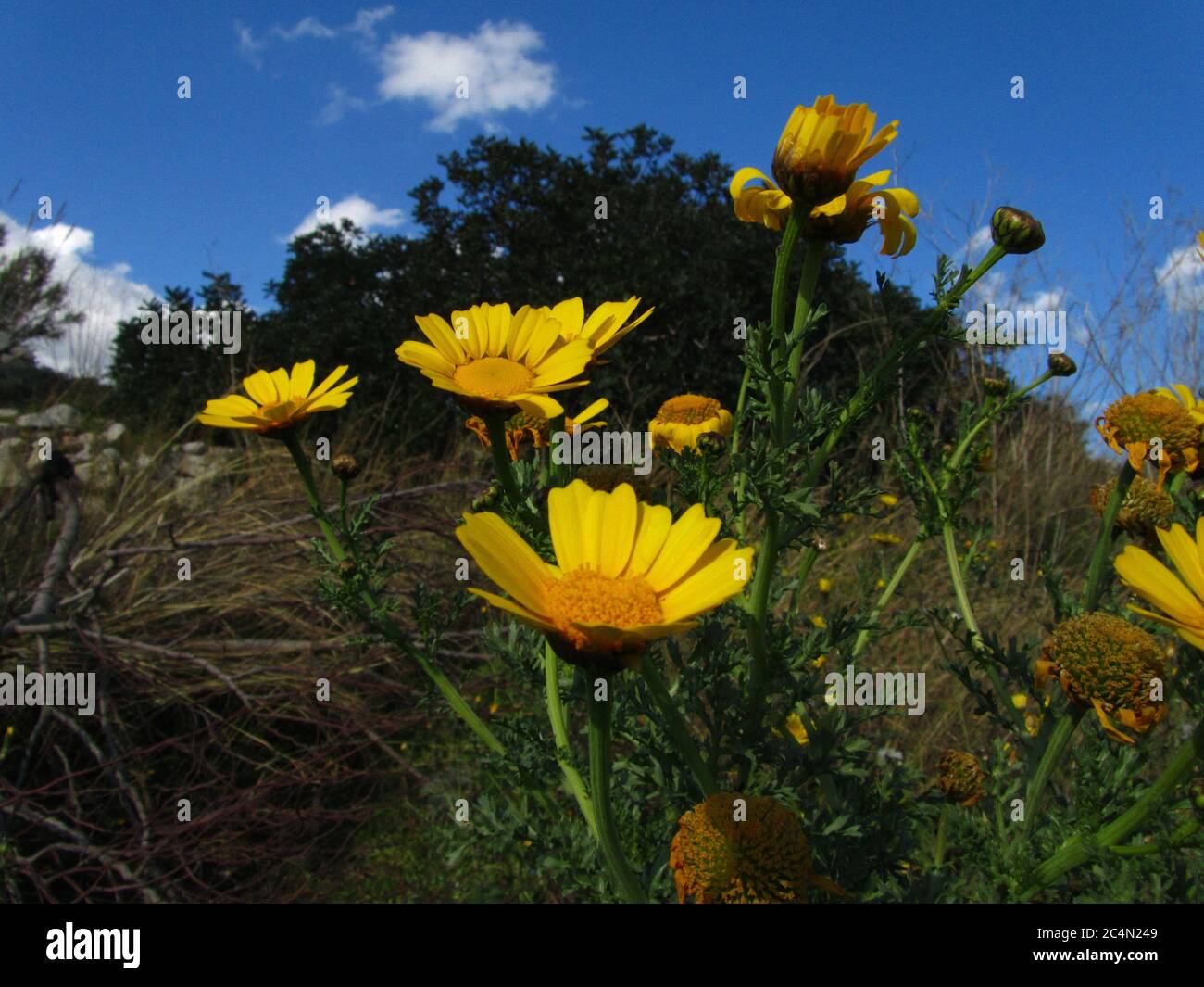 Low angle closeup of yellow Crown Daisy flowers in Maltese Islands ...