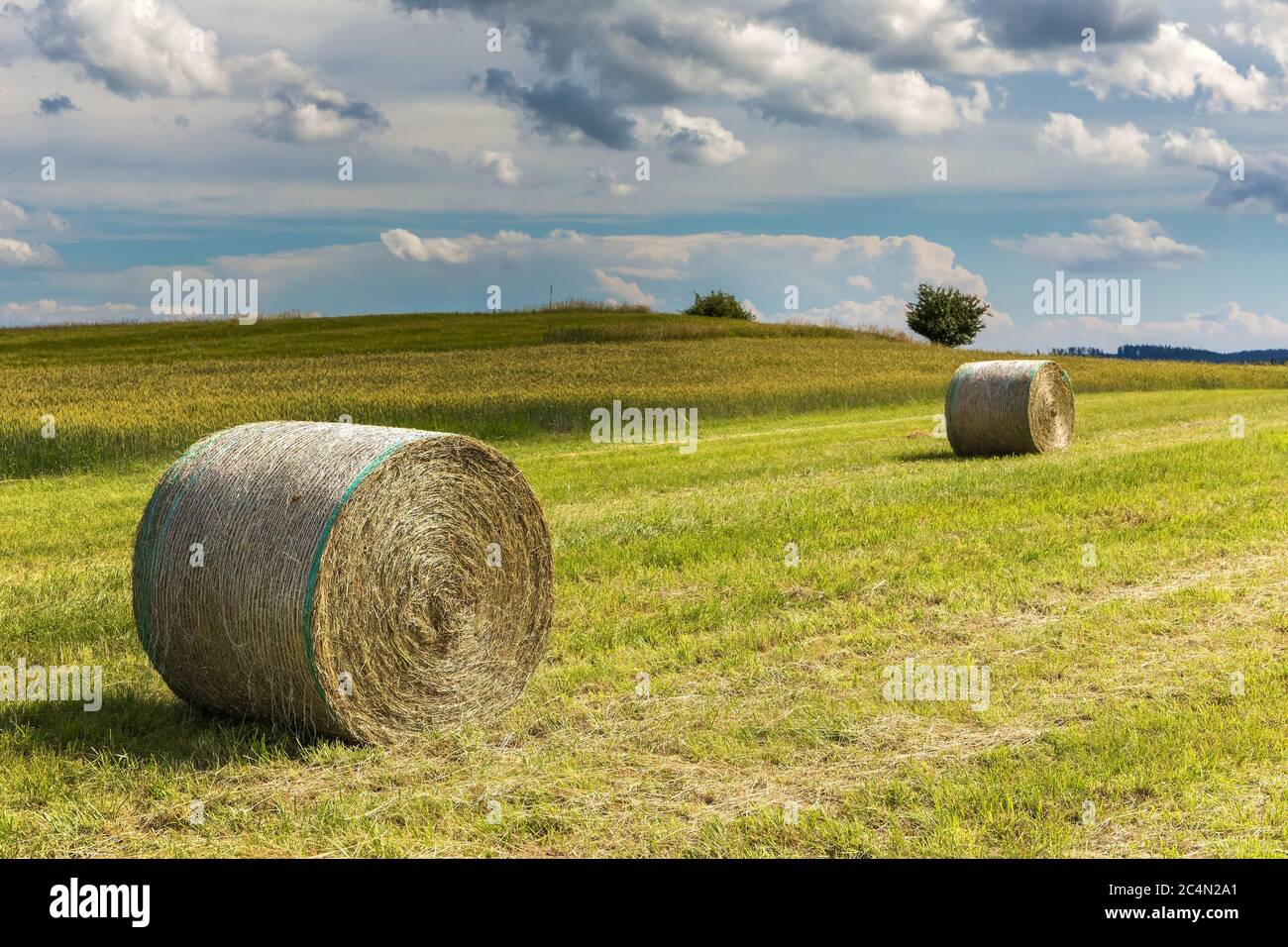 Haystack agriculture field landscape. Agriculture field hay stacks.Mown ...