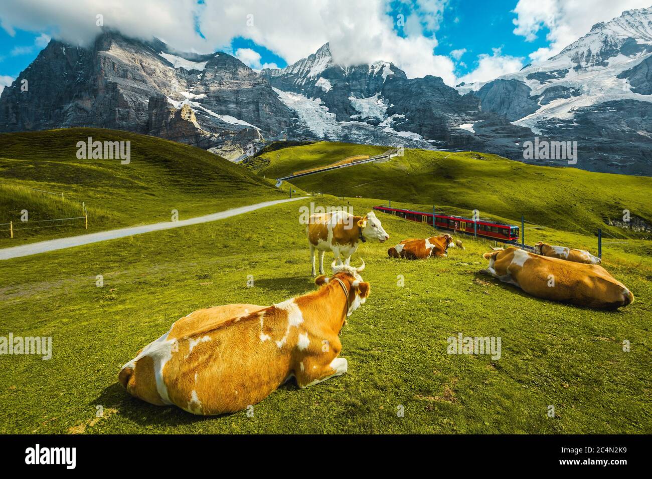Cows grazing on the alpine pasture. Red touristic cogwheel train in the ...