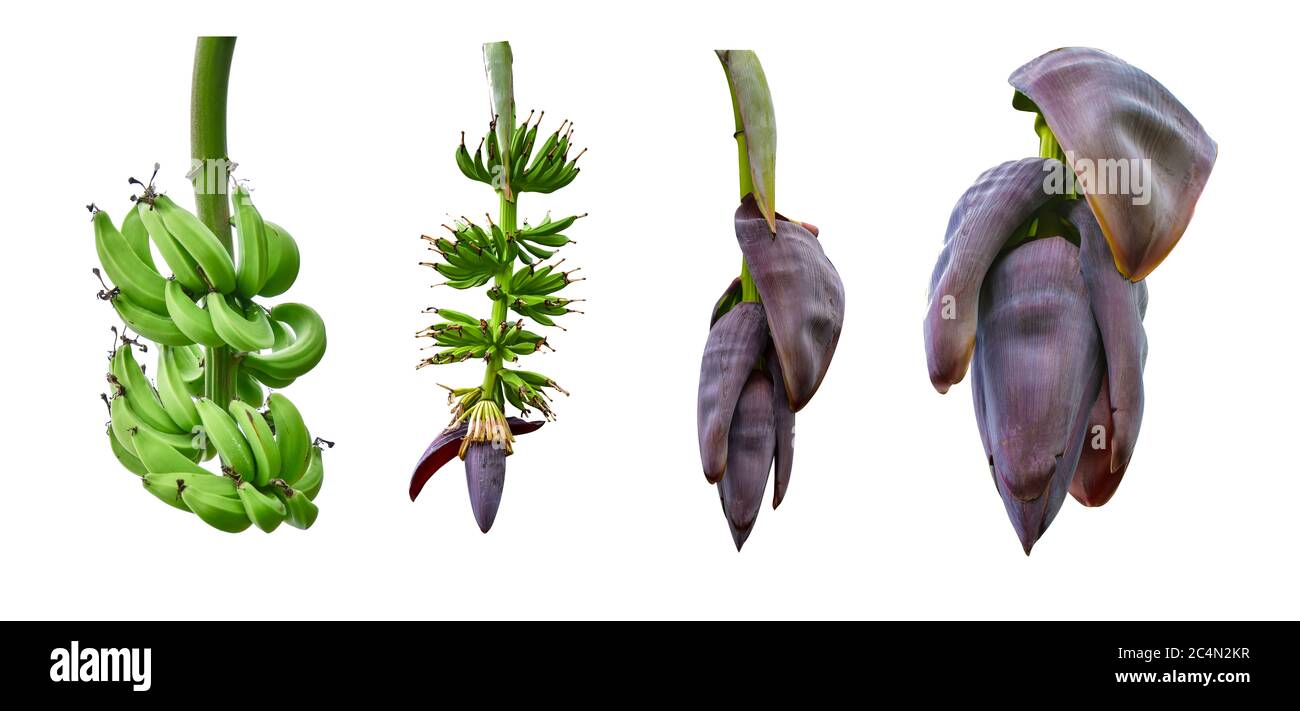 Banana palm tree collection isolated on a white background.Banana ...