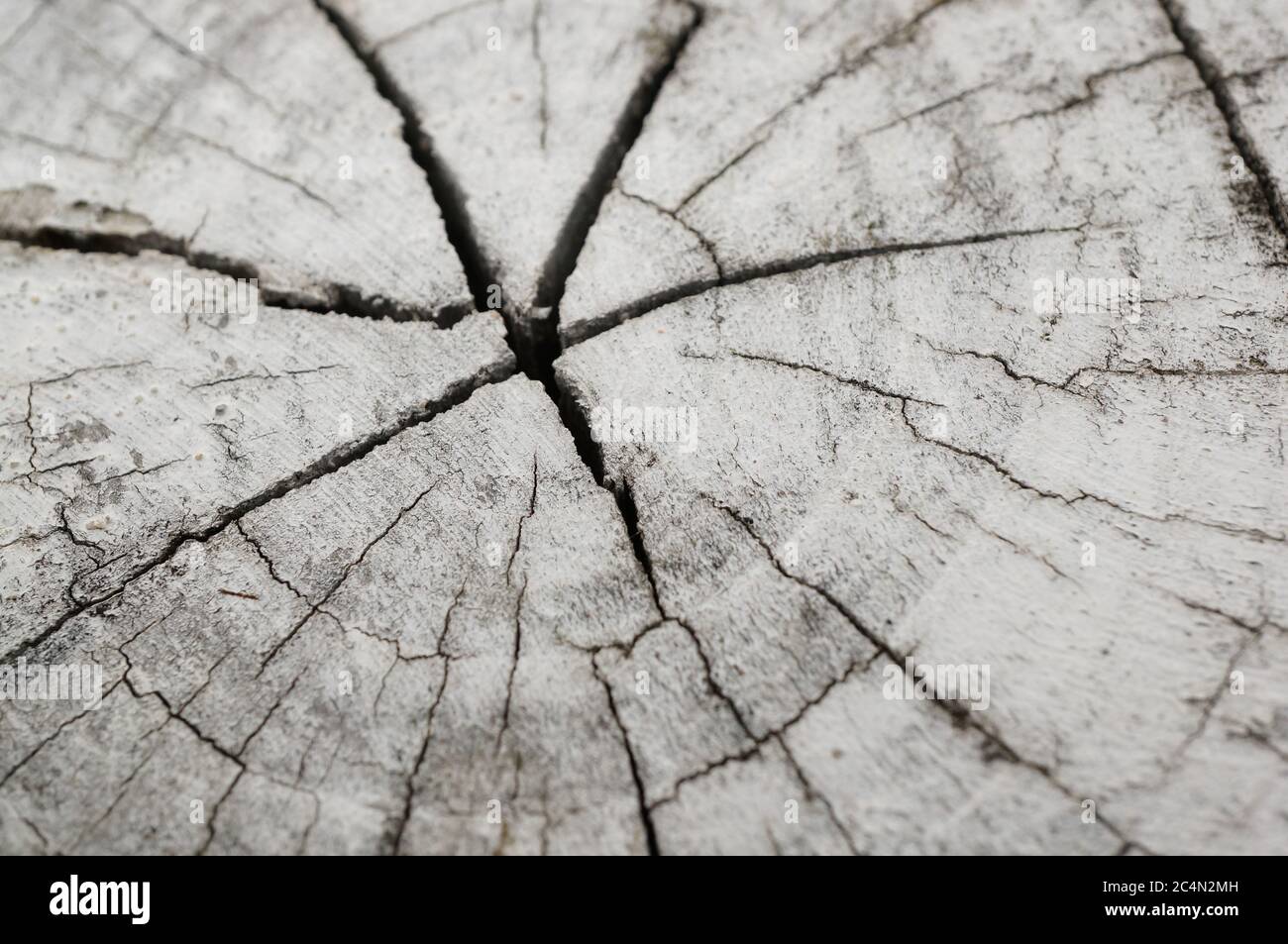 High angle shot of a white wood log Stock Photo - Alamy