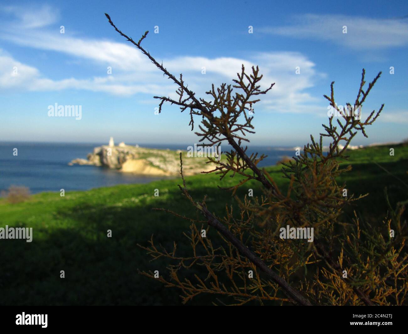 Branch of Tamarisk tree with the scenic St Paul's Islands in background ...