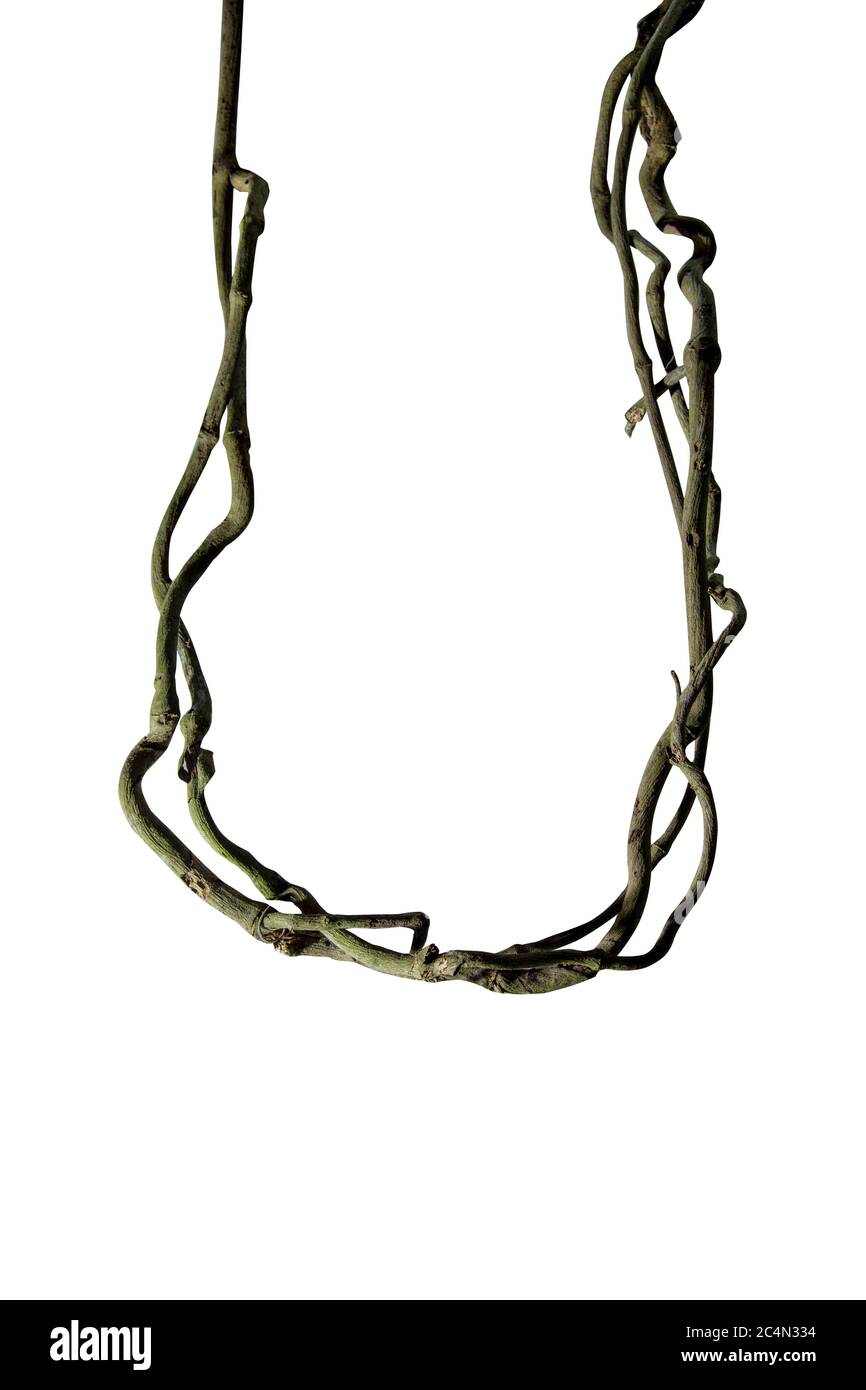 wood root Bush grape or three-leaved wild vine cayratia (Cayratia ...